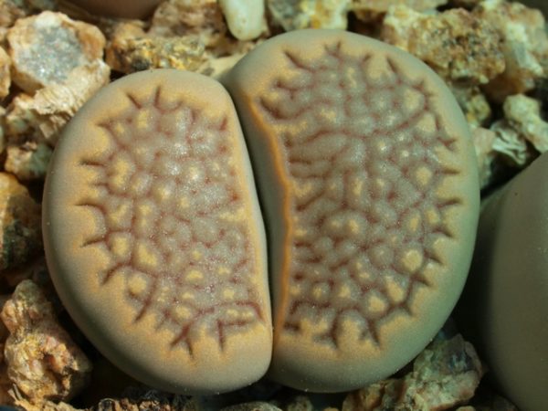 Recognizing – Lithops