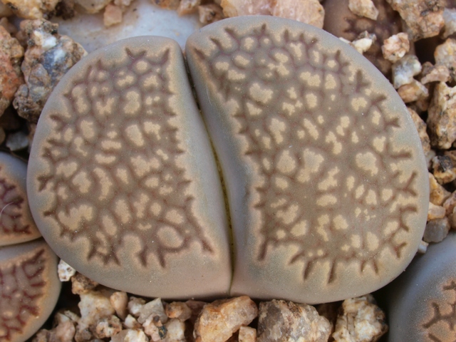 Recognizing – Lithops