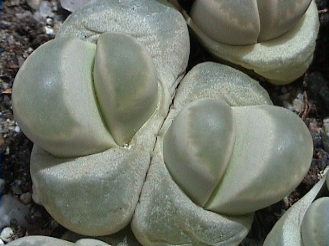Recognizing – Lithops