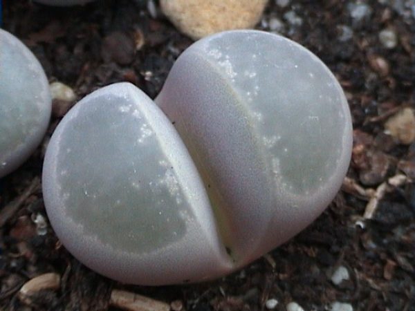Recognizing – Lithops