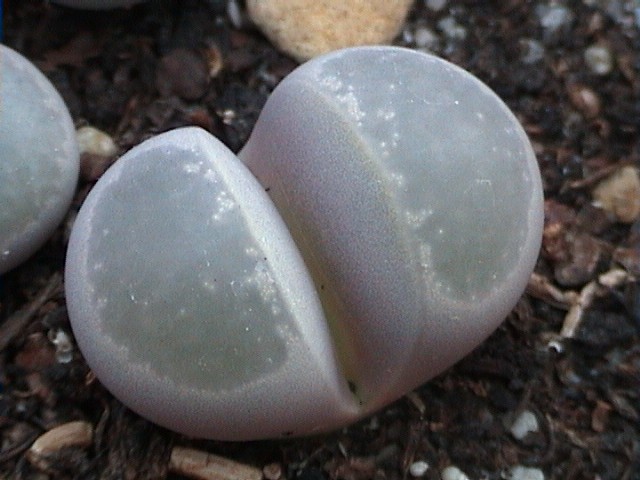 Recognizing – Lithops