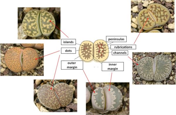 Recognizing – Lithops