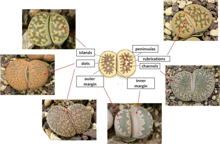 Recognizing – Lithops
