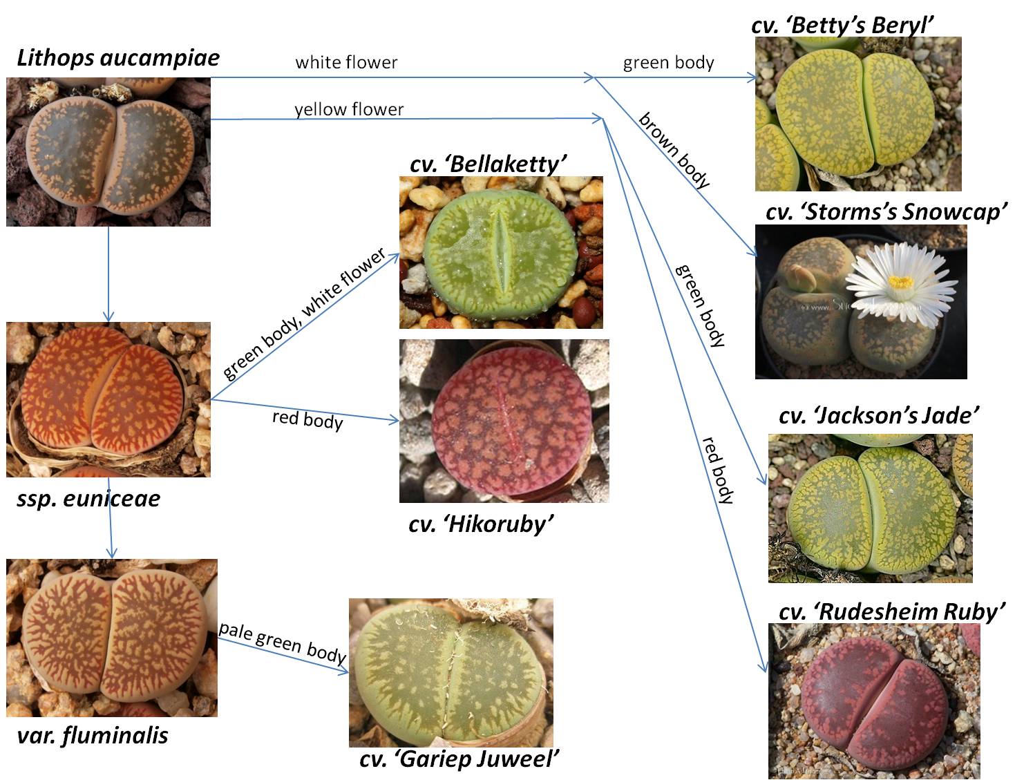Precising Cultivars – Lithops