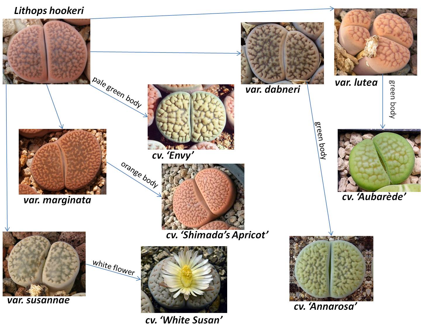 Precising Cultivars – Lithops