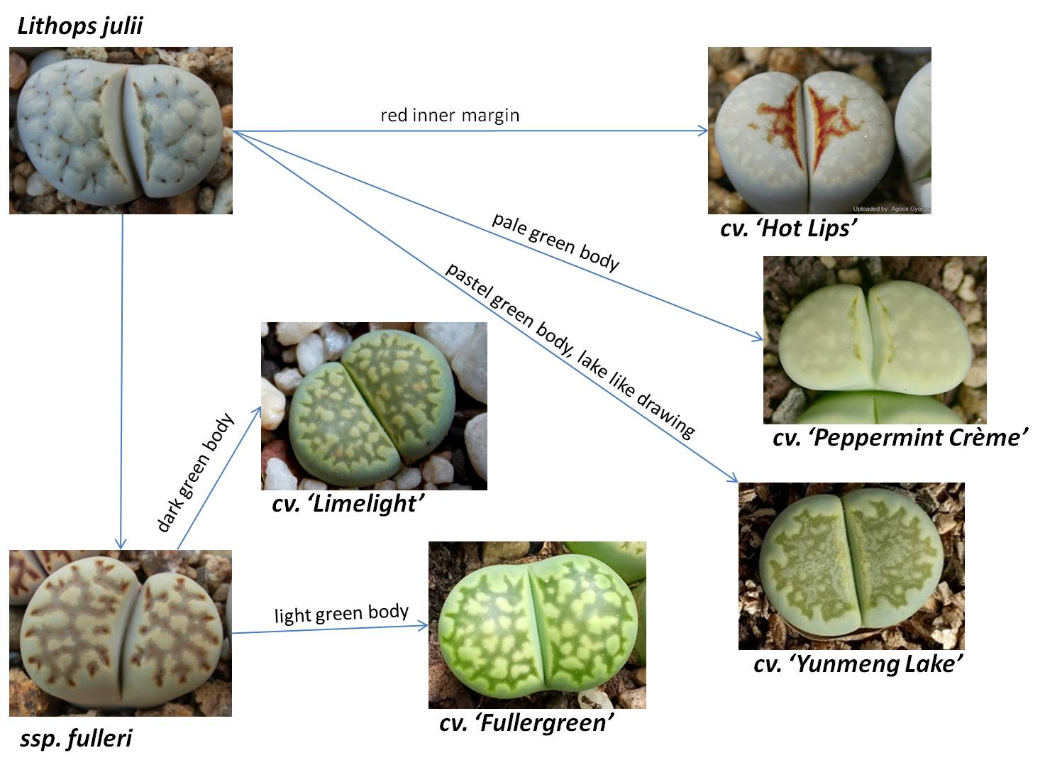 Precising Cultivars – Lithops
