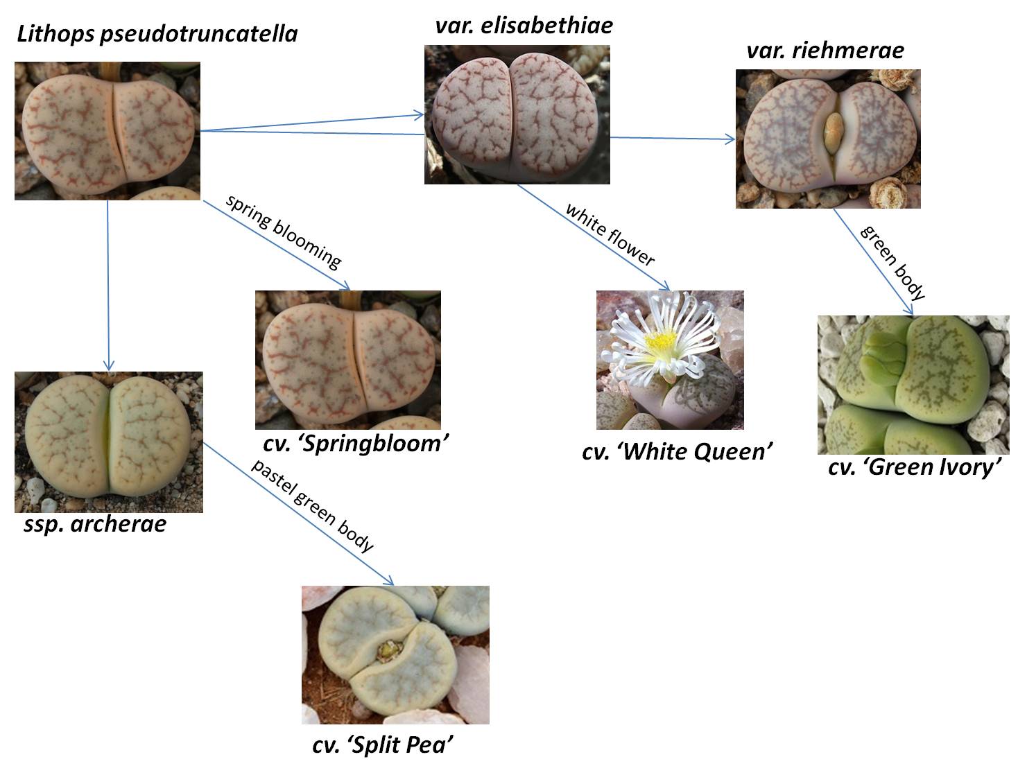 Precising Cultivars – Lithops
