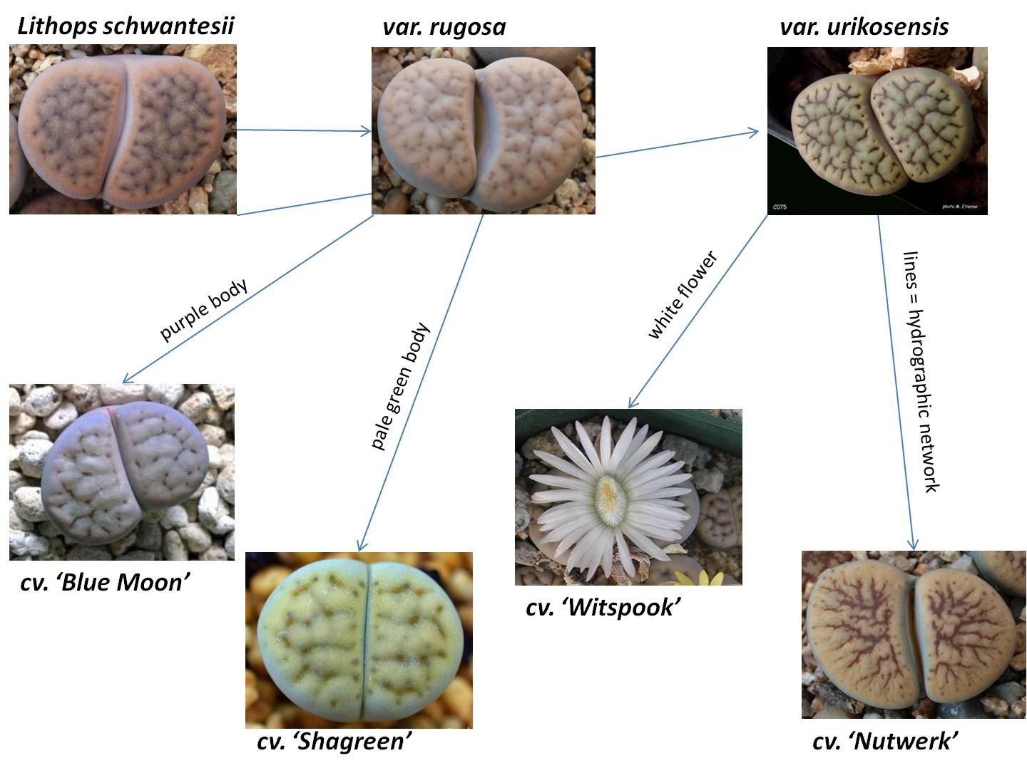 Precising Cultivars – Lithops