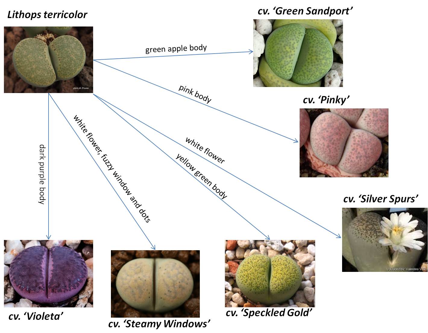 Precising Cultivars – Lithops