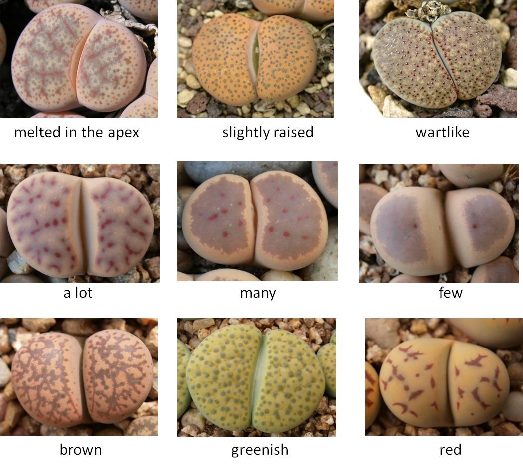 Recognizing – Lithops