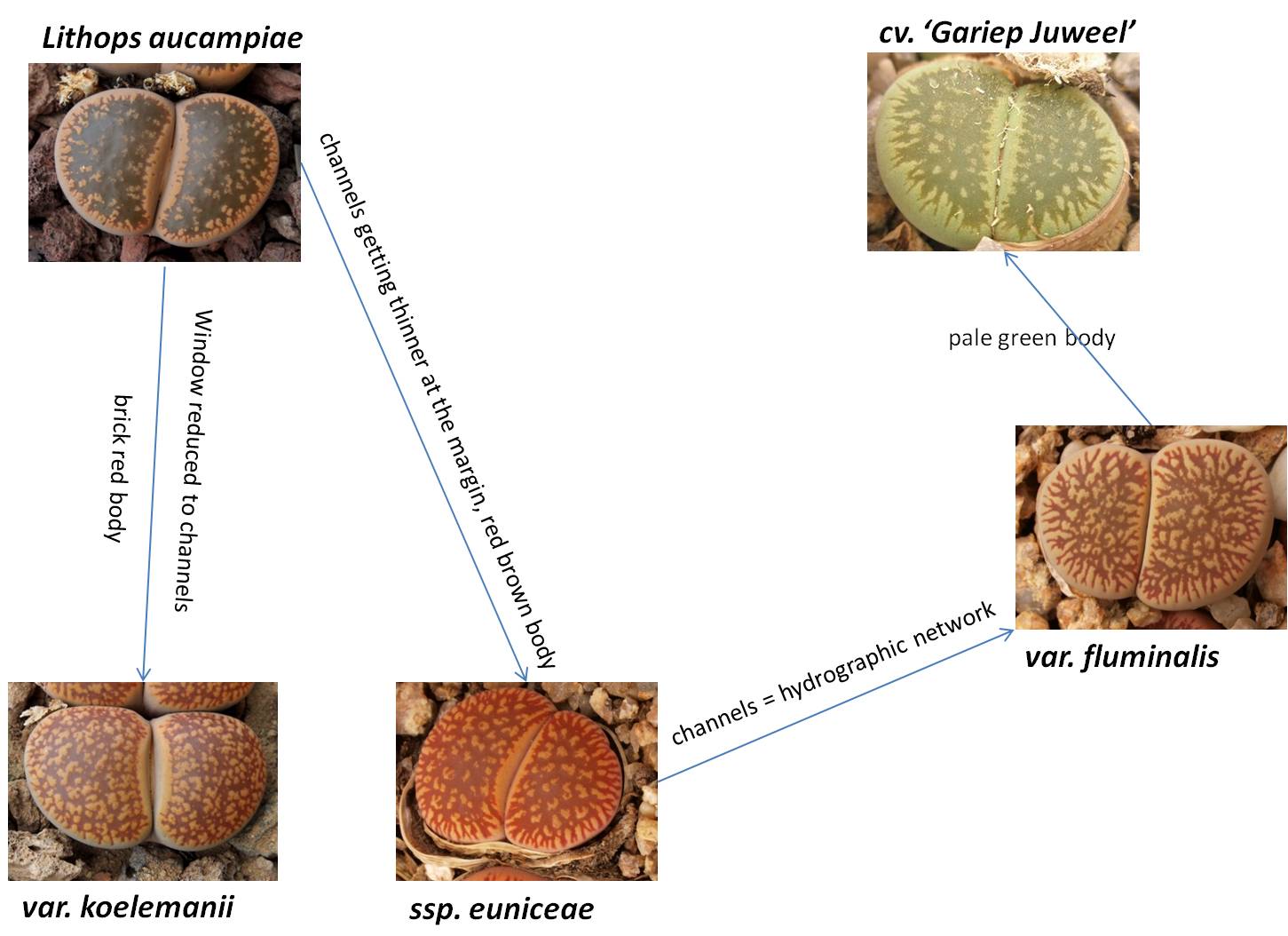 Precising – Lithops