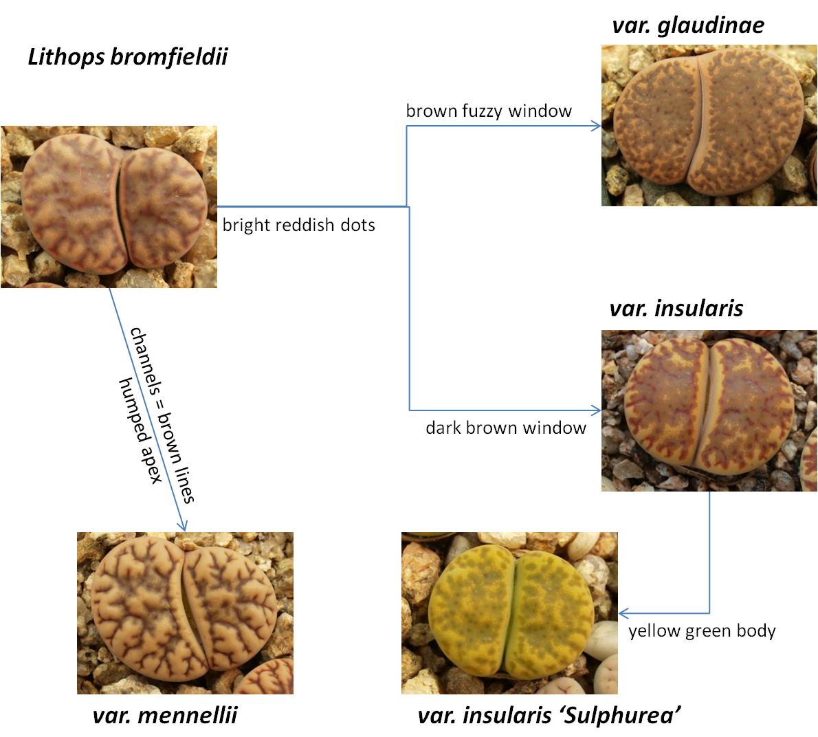 Precising – Lithops