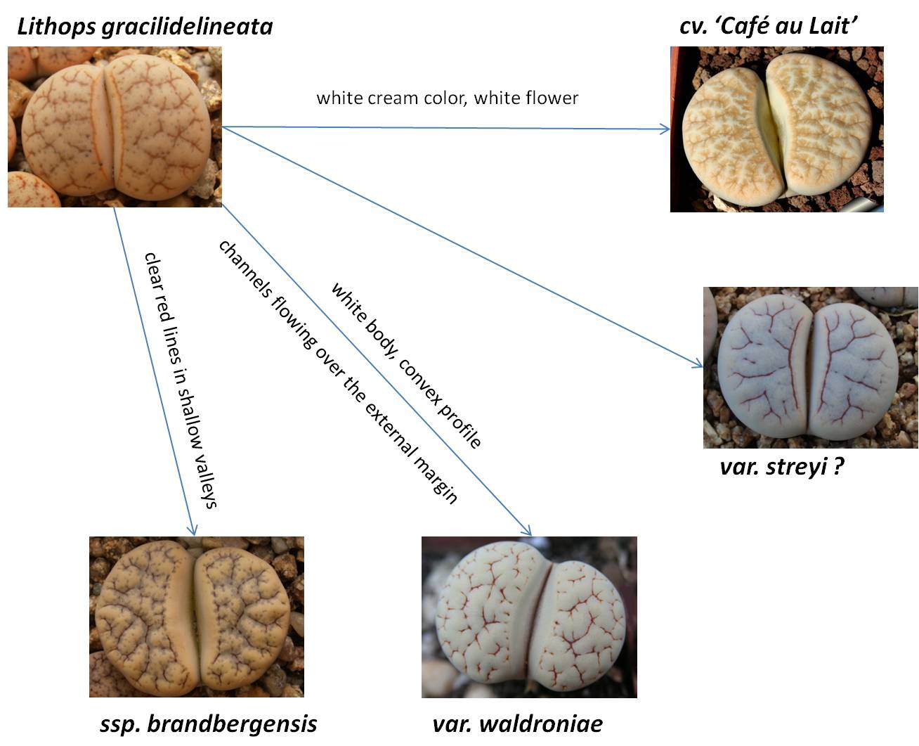 Precising – Lithops