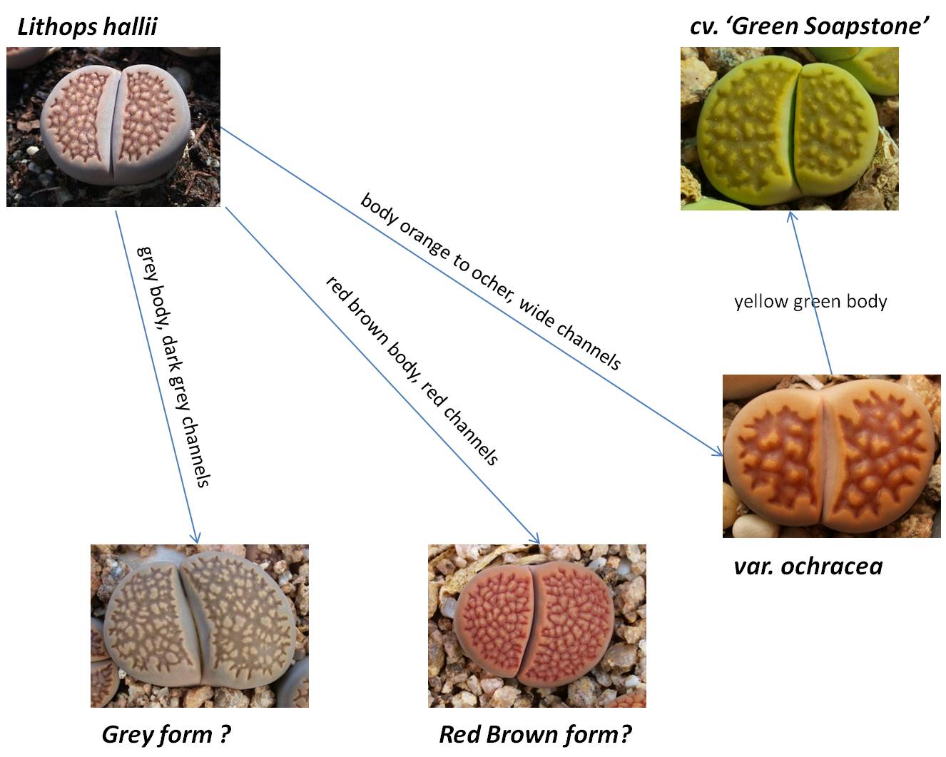 Precising – Lithops