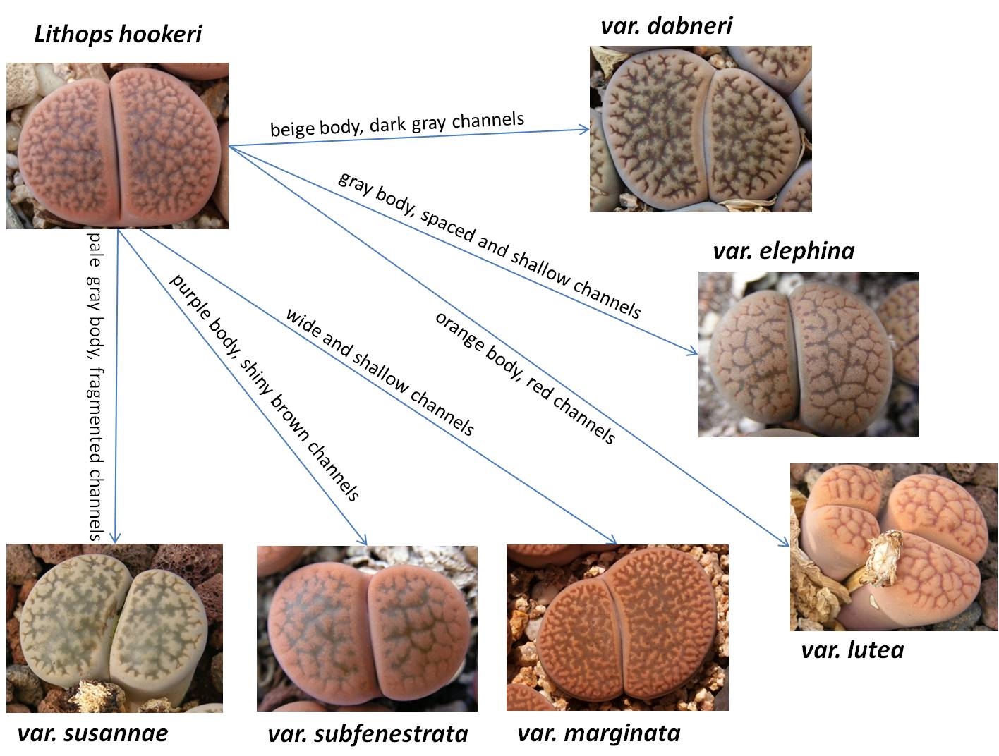 Precising – Lithops