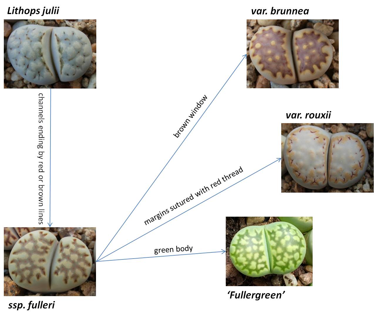 Precising – Lithops
