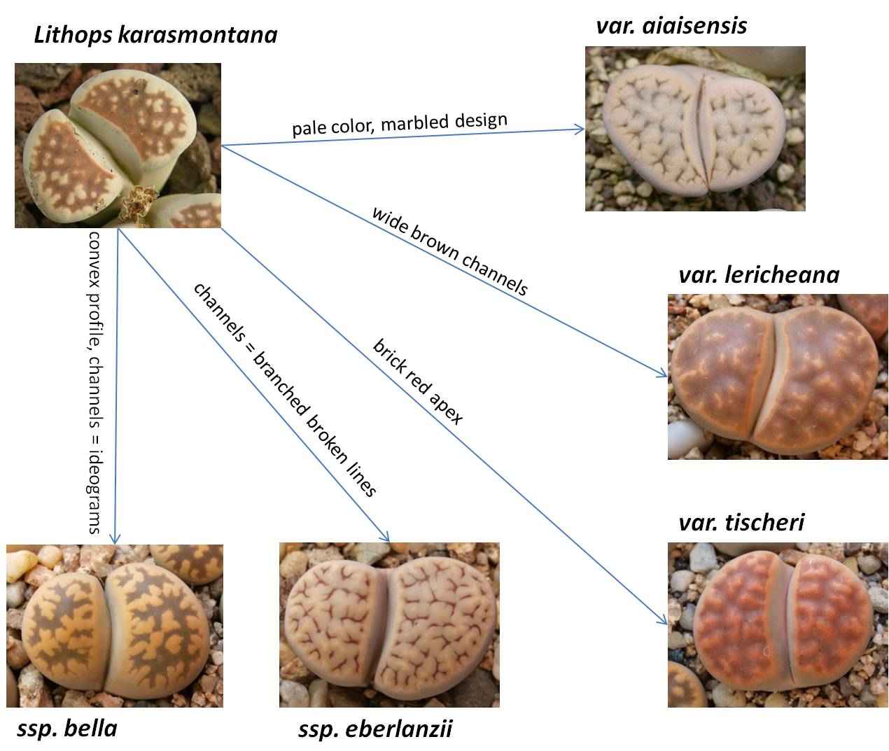 Precising – Lithops