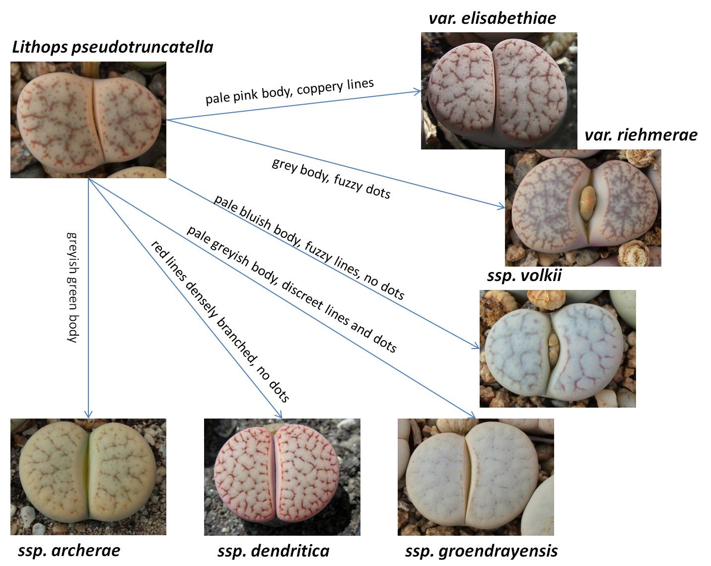 Precising – Lithops