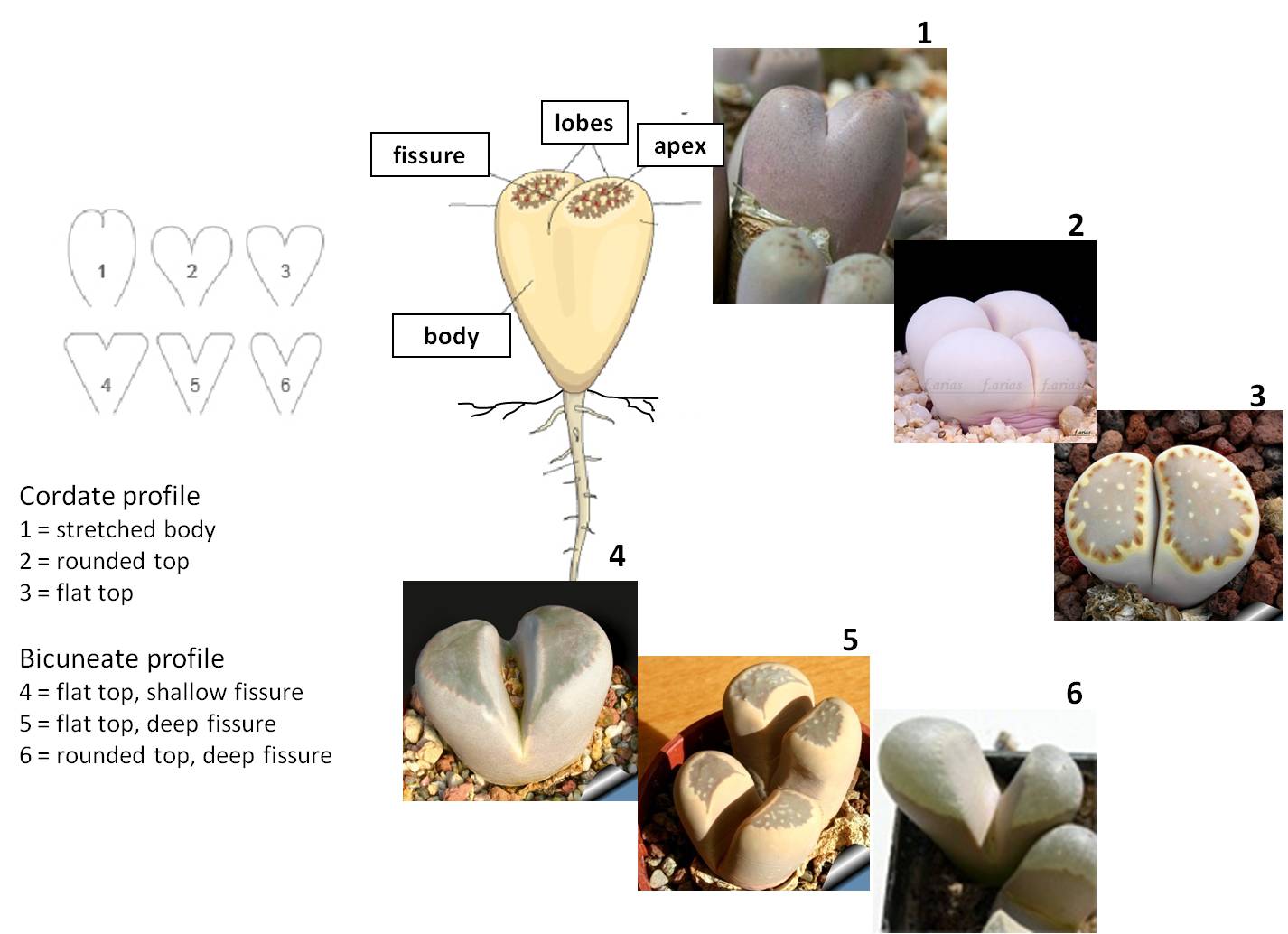 Recognizing – Lithops
