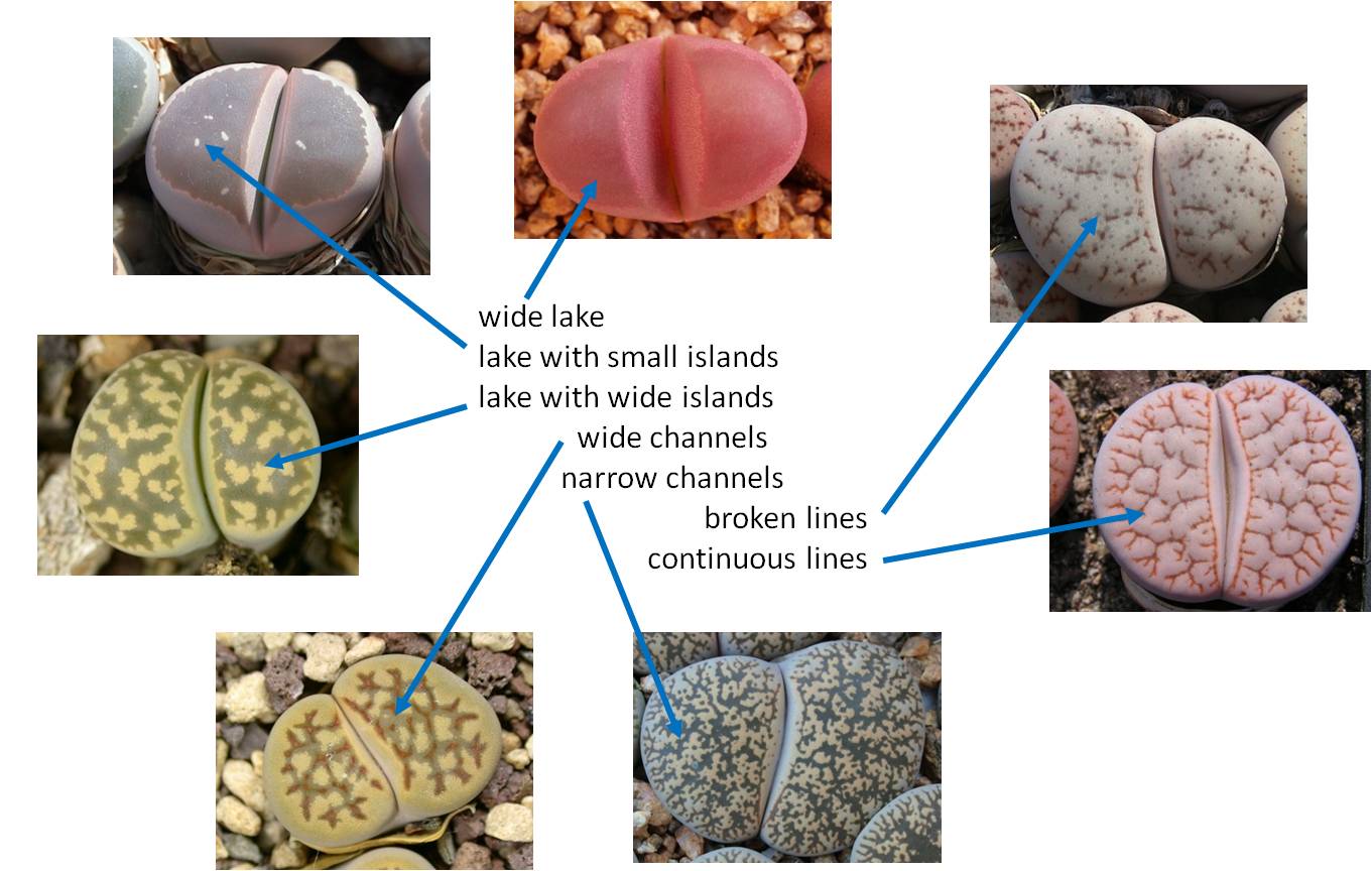 Recognizing – Lithops