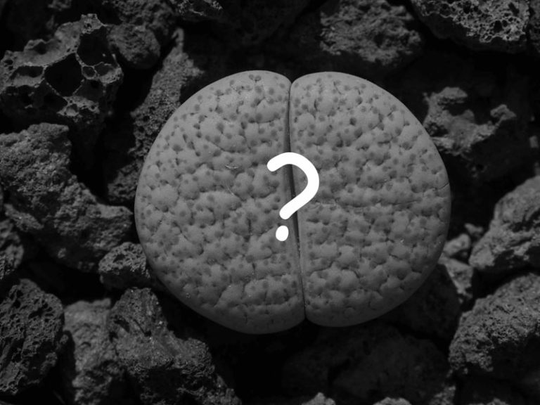 Cole numbers – Lithops