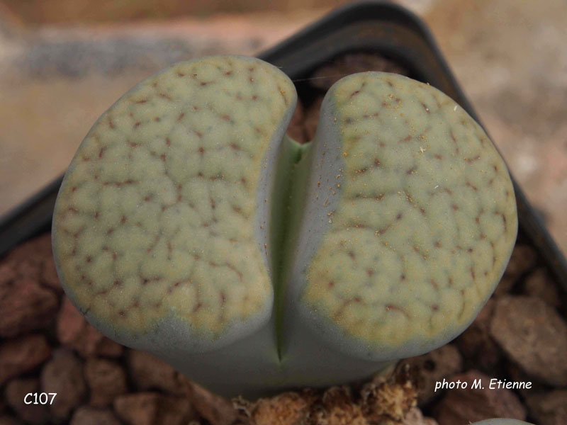 Seeds Lithops schwantesii urikosensis christinae C107 – Lithops
