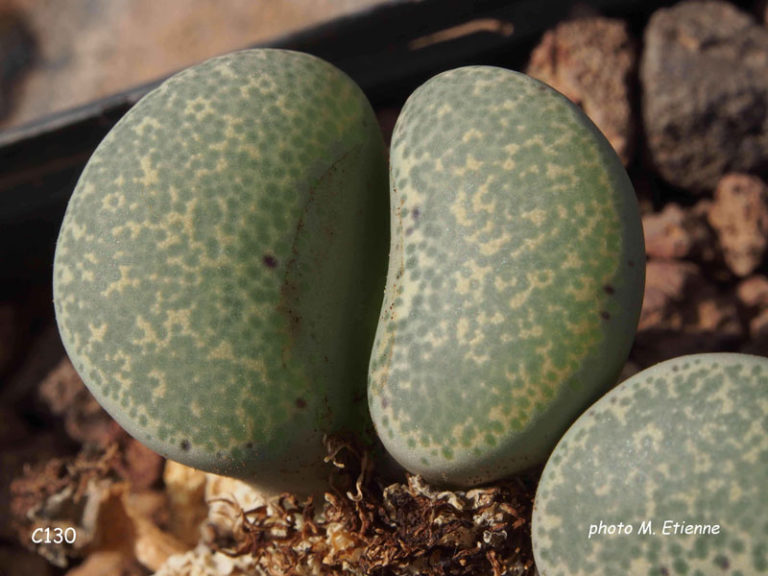 Cole numbers – Lithops