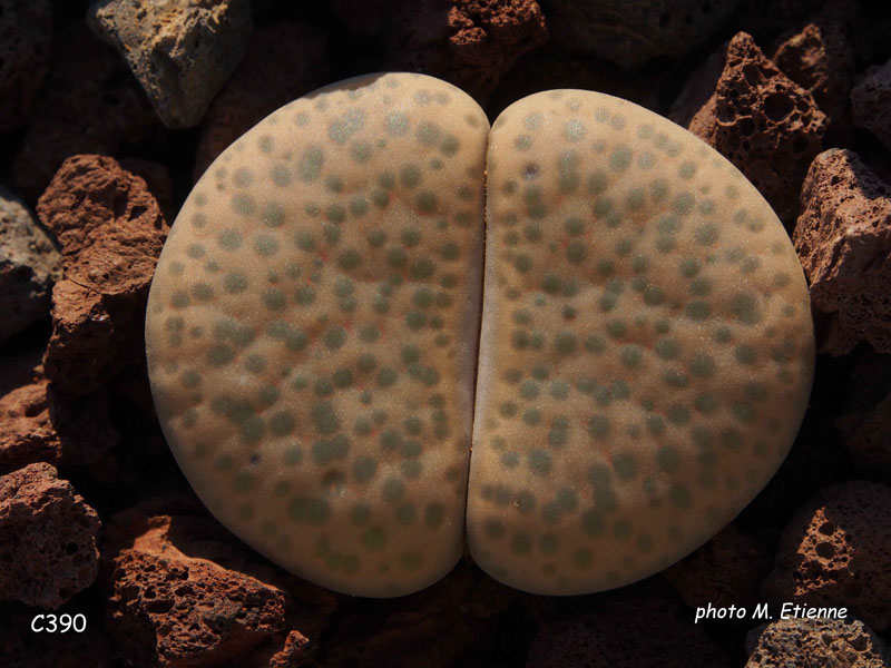 Seeds Lithops fulviceps C390 – Lithops