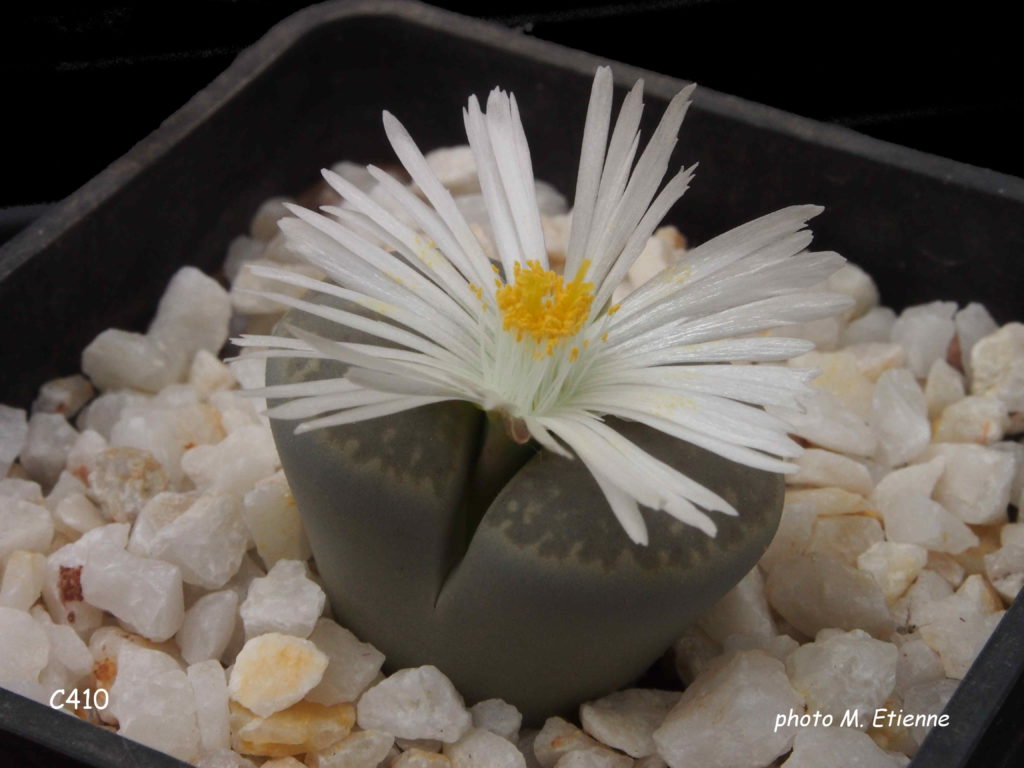 Flowers gallery – Lithops
