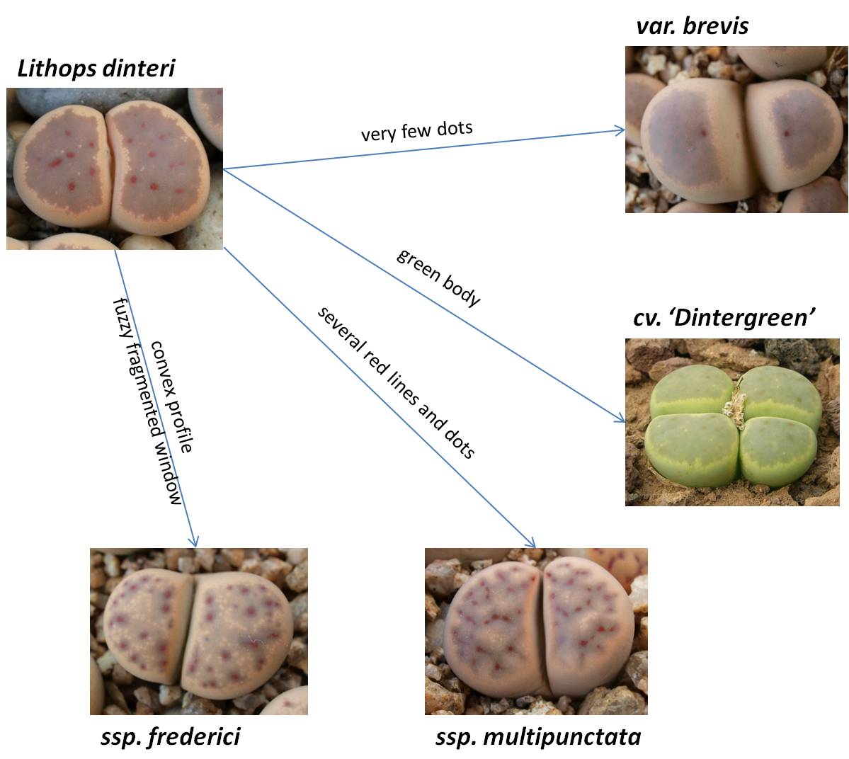 Precising – Lithops