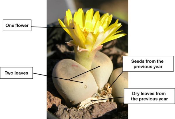 Discover – Lithops