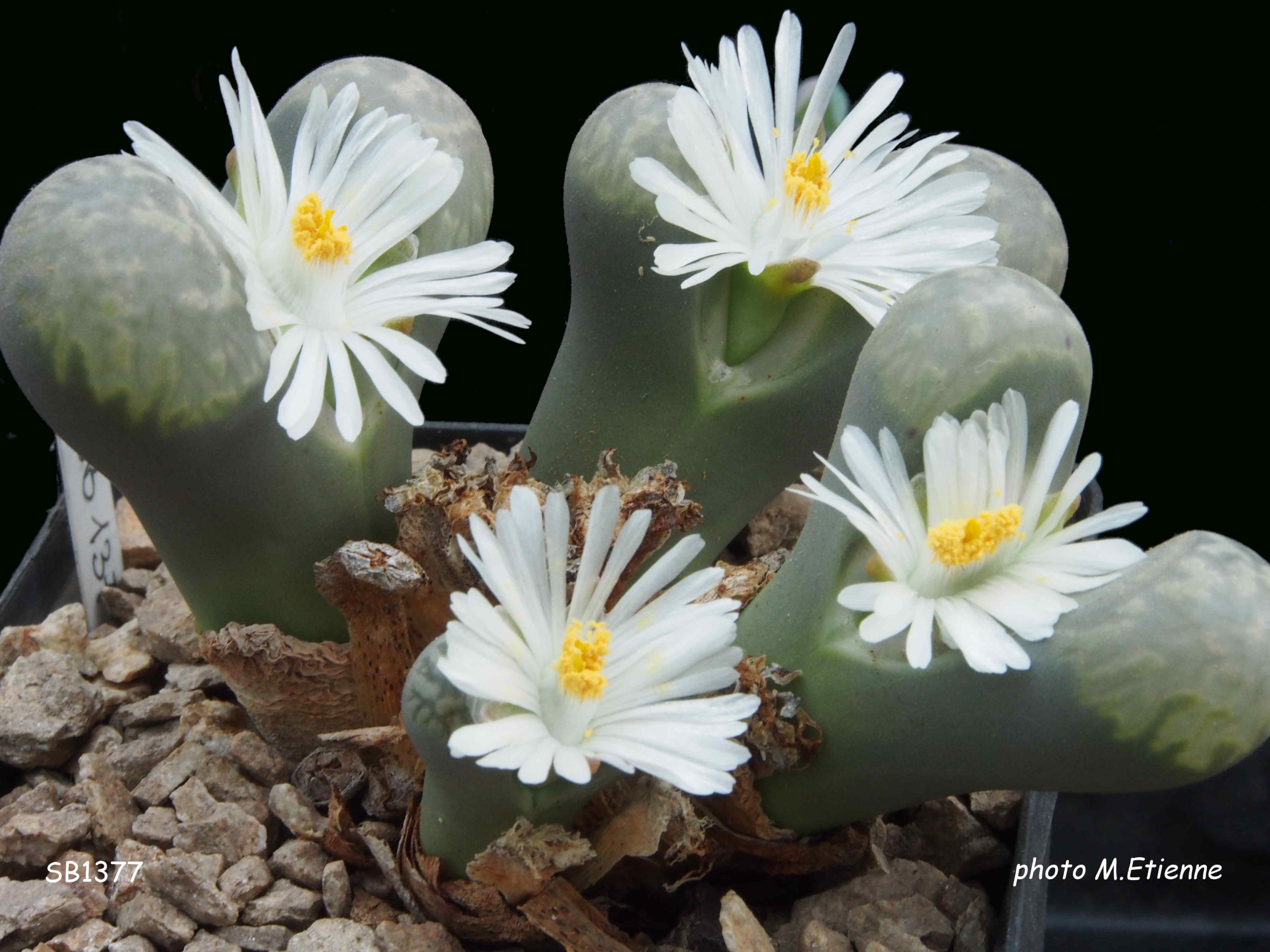 Seeds Lithops marmorata framesii SB1377 – Lithops