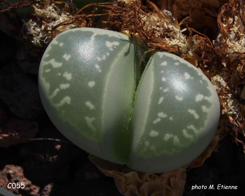 Seeds Lithops olivacea C055 – Lithops