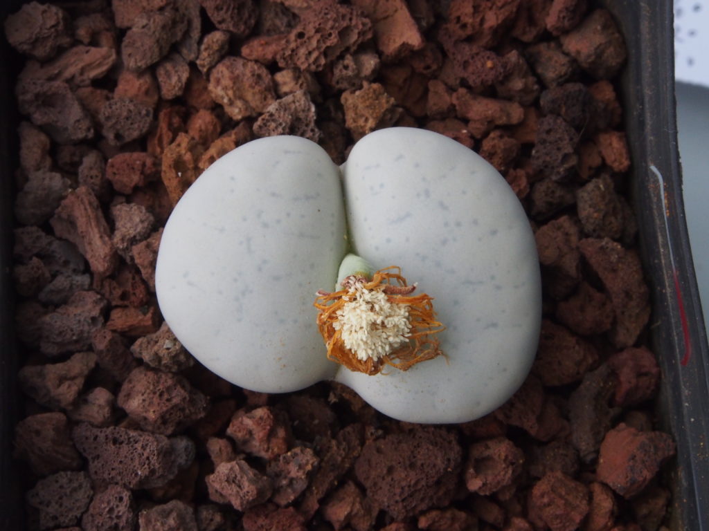 Dividing – Lithops