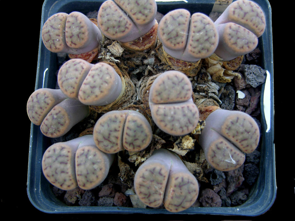 Dividing – Lithops