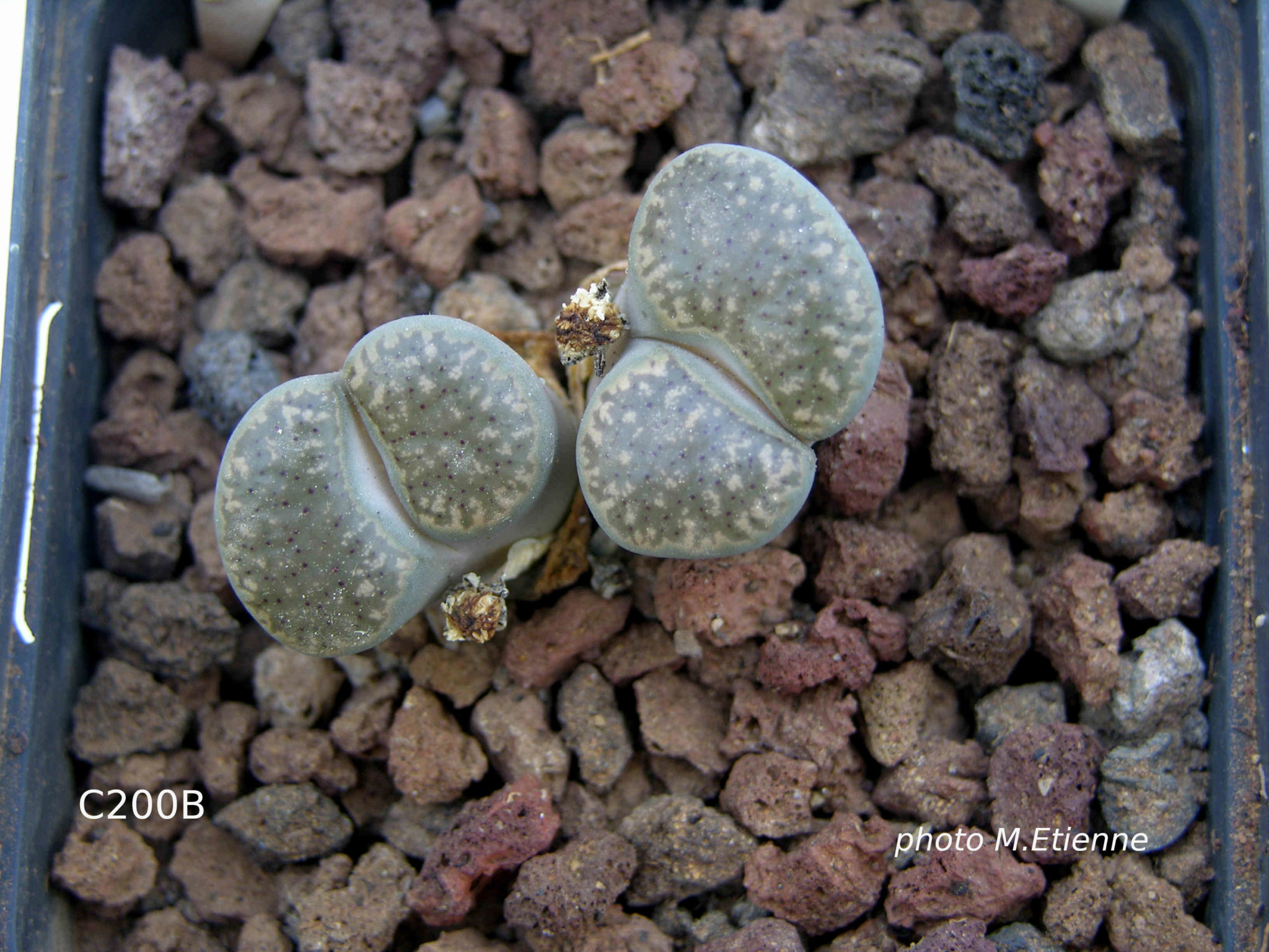 Dividing – Lithops