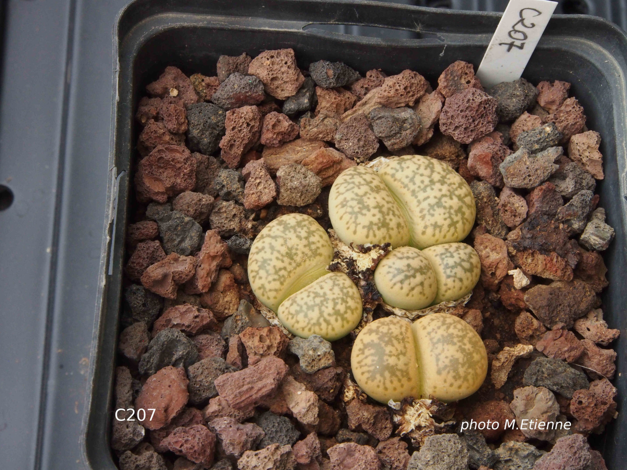 Dividing – Lithops