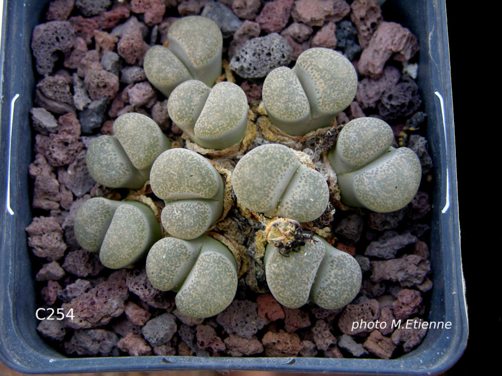 Dividing – Lithops
