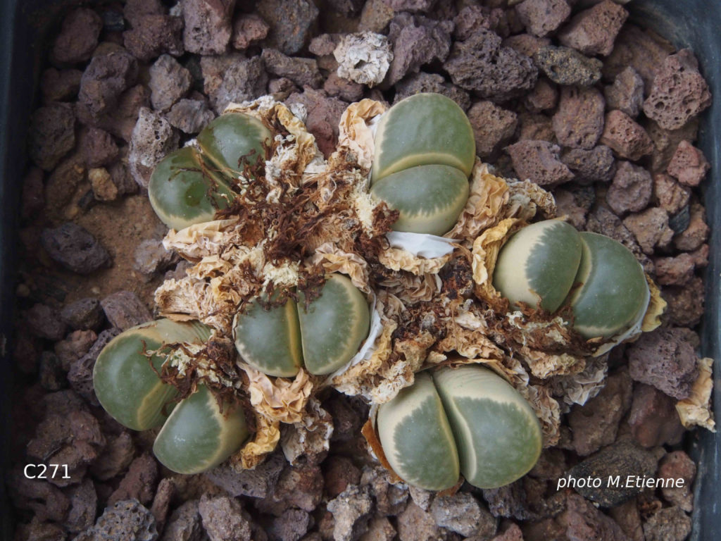 Dividing – Lithops