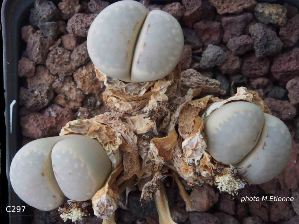 Dividing – Lithops