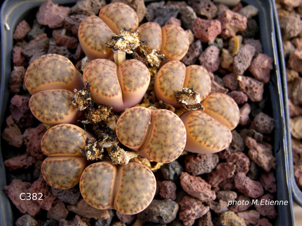 Dividing – Lithops