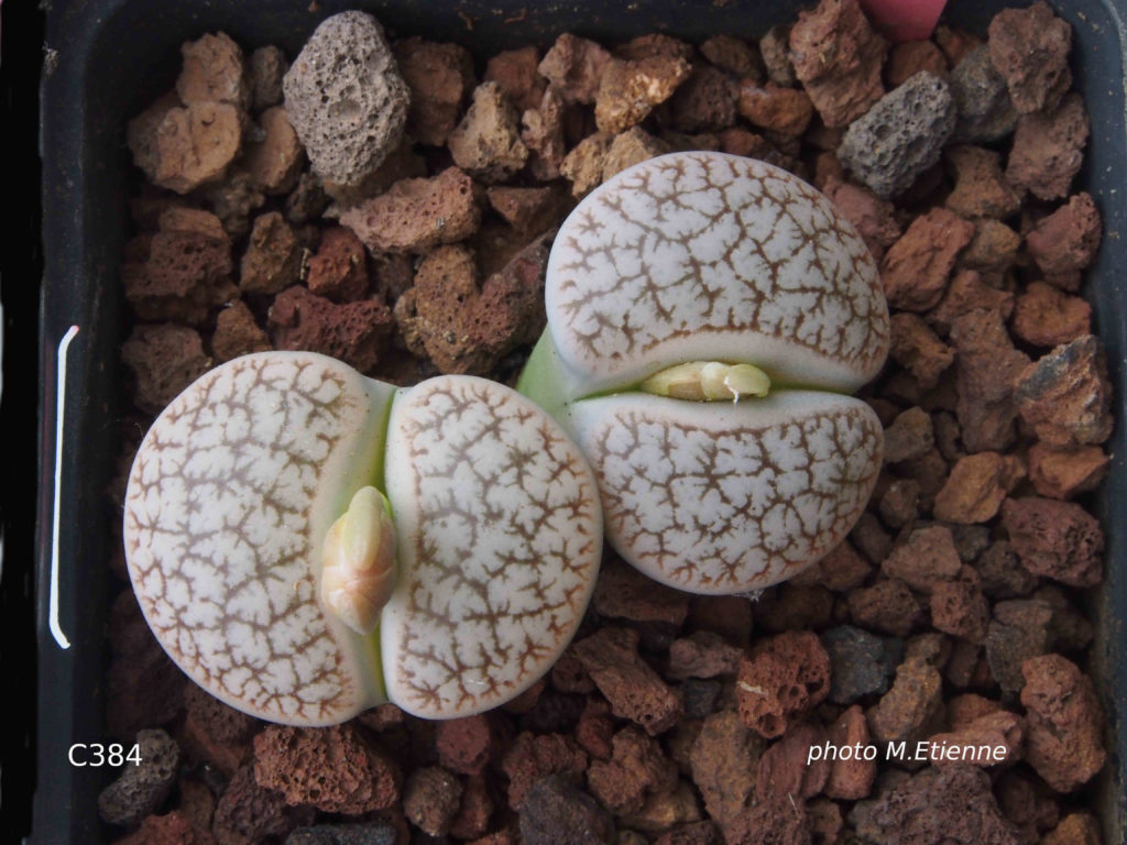 Dividing – Lithops