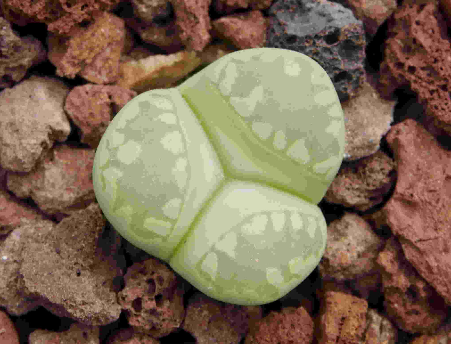 Dividing – Lithops