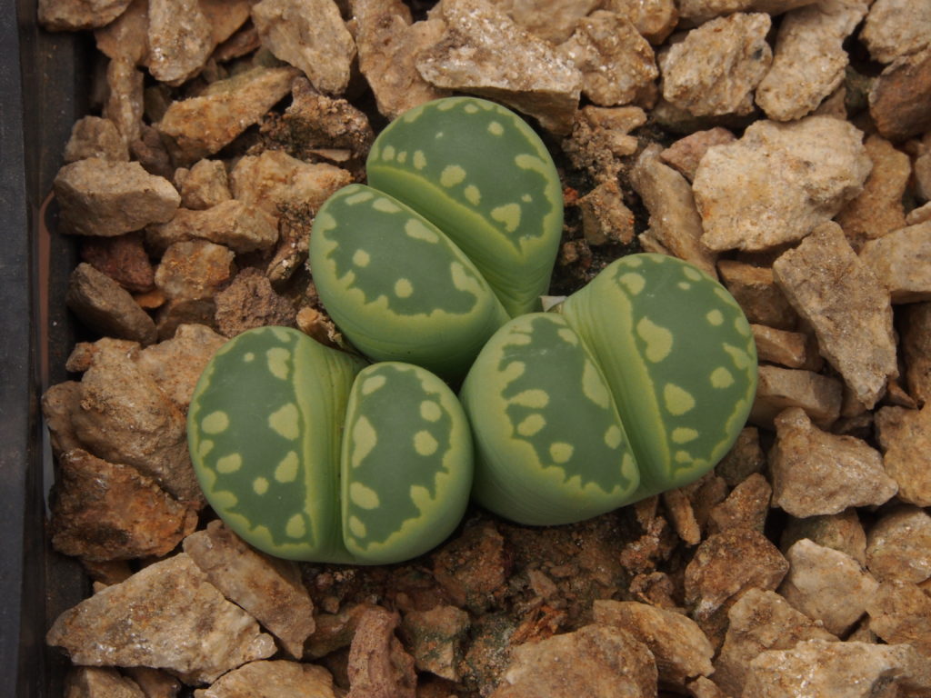 Dividing – Lithops